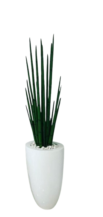 Shop Snake Indoor Plant Floral & Greenery - Galeria Home Store